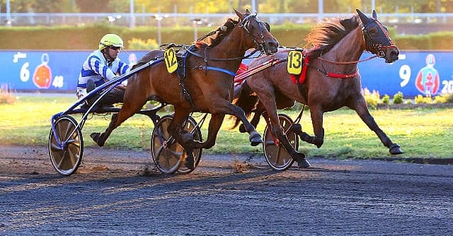 SUCCES ELEVAGE - Actualités du Haras du Mont Goubert